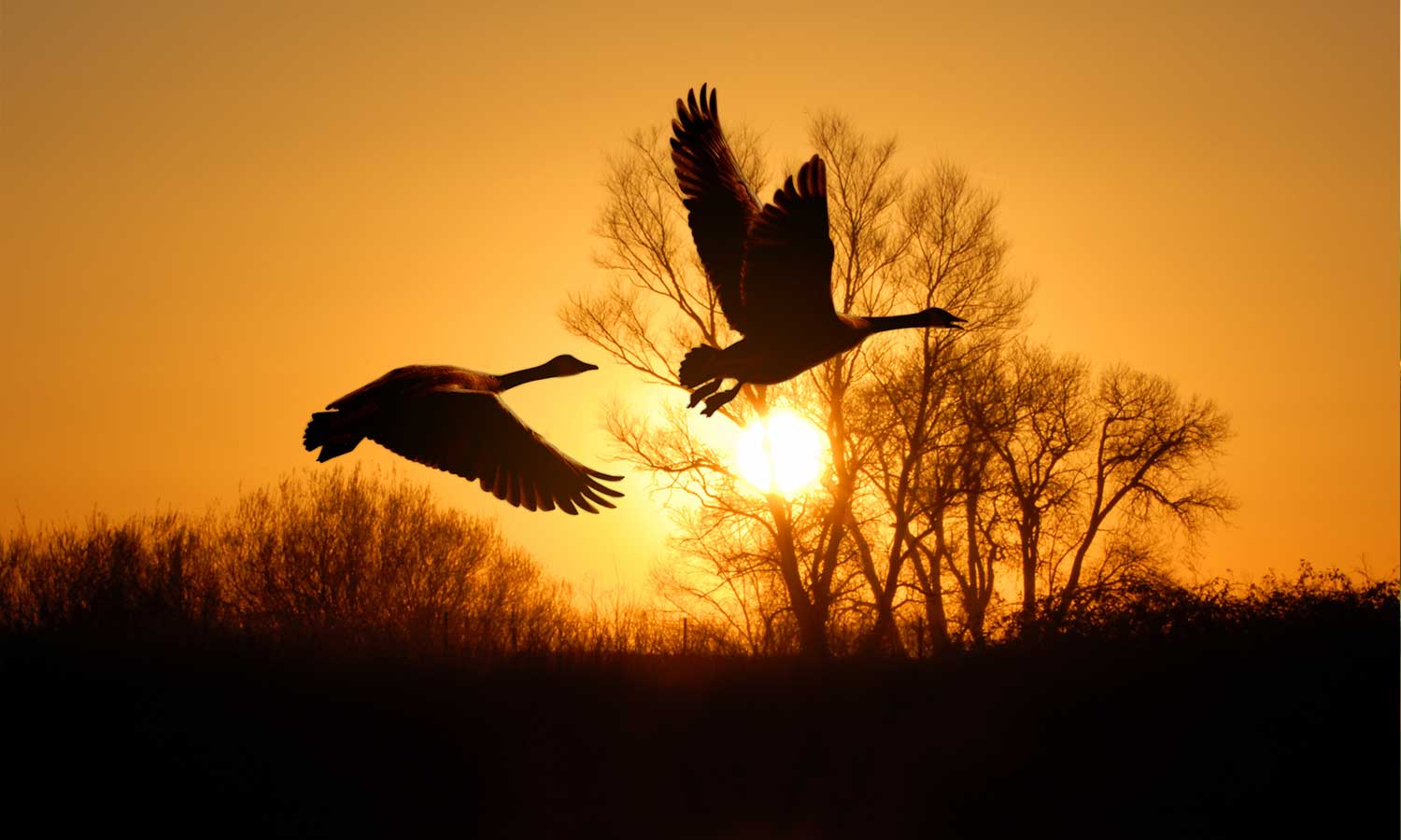 Sobre pássaros, gaiolas e a liberdade - Filosofia Clínica da Grande ...